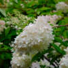 Hydrangea Plants (Hortensia) - Garden Express Online Nursery