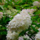 Hydrangea Plants (Hortensia) - Garden Express Online Nursery