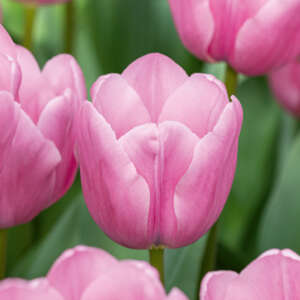 Bulbs - Garden Express - Australia's Largest Online Nursery