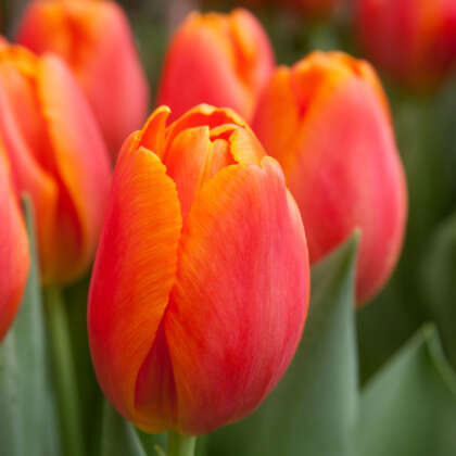 Bulbs - Garden Express - Australia's Largest Online Nursery