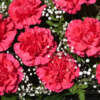 Ground Cover Plants - Garden Express - Online Nursery