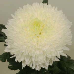 Chrysanthemum - Garden Express - Australia's Largest Online Nursery