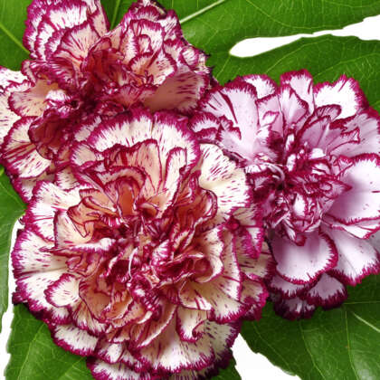 Dianthus Mars - Garden Express