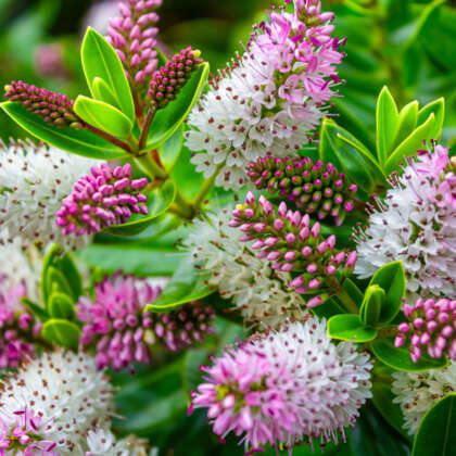 Hebe Snowdrift - Garden Express