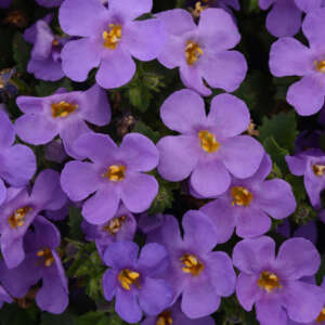 Trees, Shrubs & Grasses - Garden Express - Online Nursery