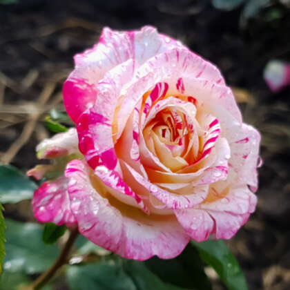 Delbard Roses - Garden Express