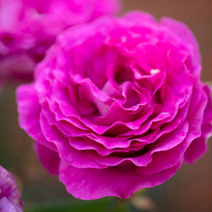 Delbard Rose Pink Intuition - Garden Express