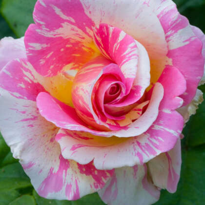 Delbard Rose Pink Intuition - Garden Express