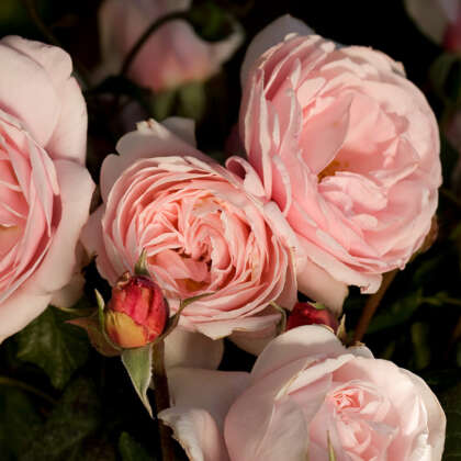 Delbard Rose Red Intuition - Garden Express