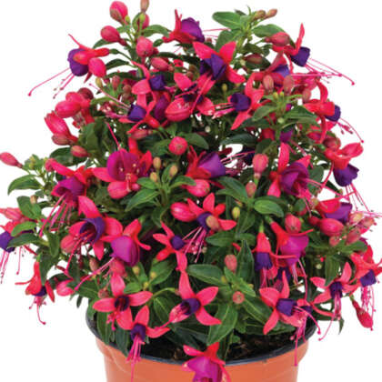 Fuchsia - Garden Express
