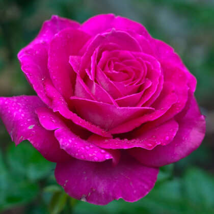 How to Plant Roses: A Step-by-Step Guide for Beautiful Blooms - Garden ...