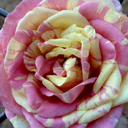 Brindabella Roses - Garden Express - Australia's Largest Online Nursery