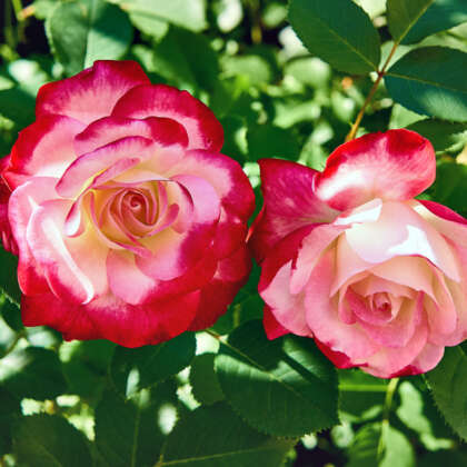 Climbing Roses - Garden Express - Australia's Largest Online Nursery