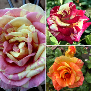 Brindabella Roses - Garden Express - Australia's Largest Online Nursery