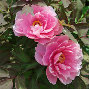 Tree Peony Alice Harding - Garden Express