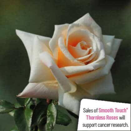 Smooth Touch Thornless Roses - Garden Express - Online Nursery