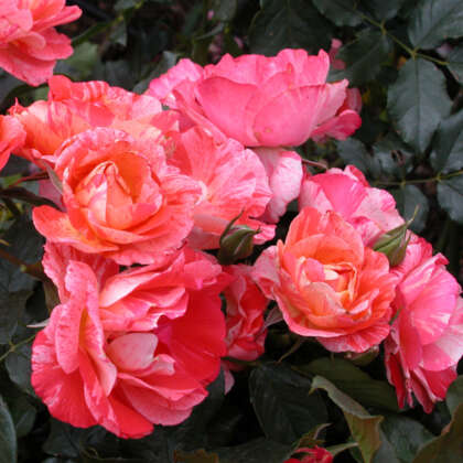 Delbard Rose Red Intuition - Garden Express