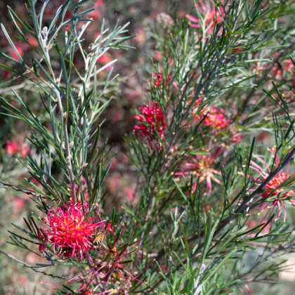 Australian Native Plants | Grevilleas, Banksias & More