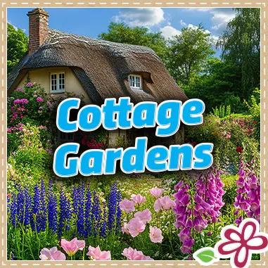 Cottage Garden Favourites - Garden Express