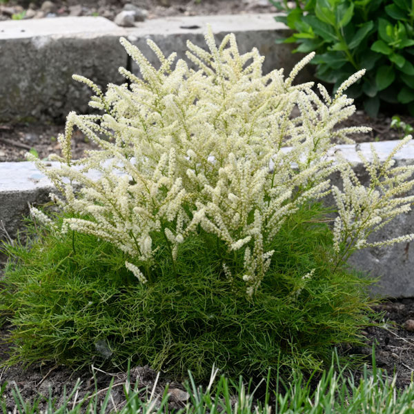 Aruncus Fairy Hair 3pk - Garden Express