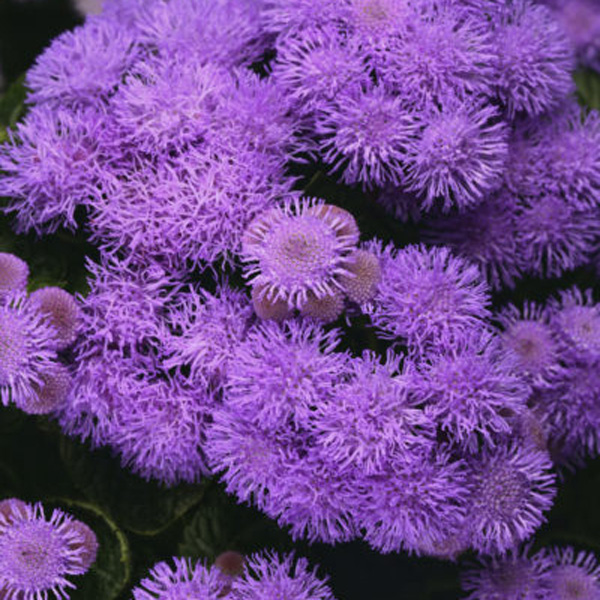 Ageratum Bumble Blue - Garden Express
