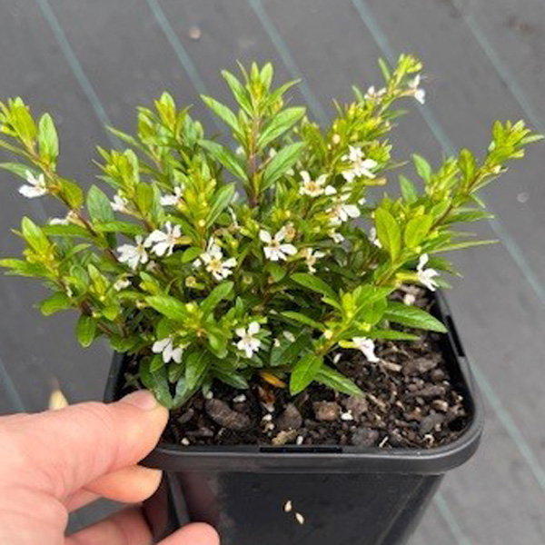 Cuphea Floriglory Maria - Garden Express