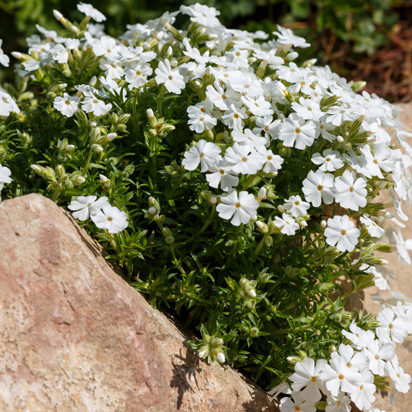Phlox Subulata- White - Garden Express