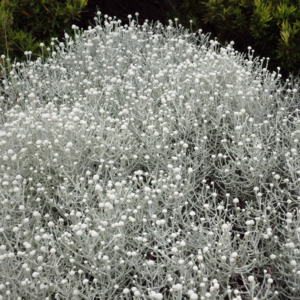 Cushion Bush - Garden Express