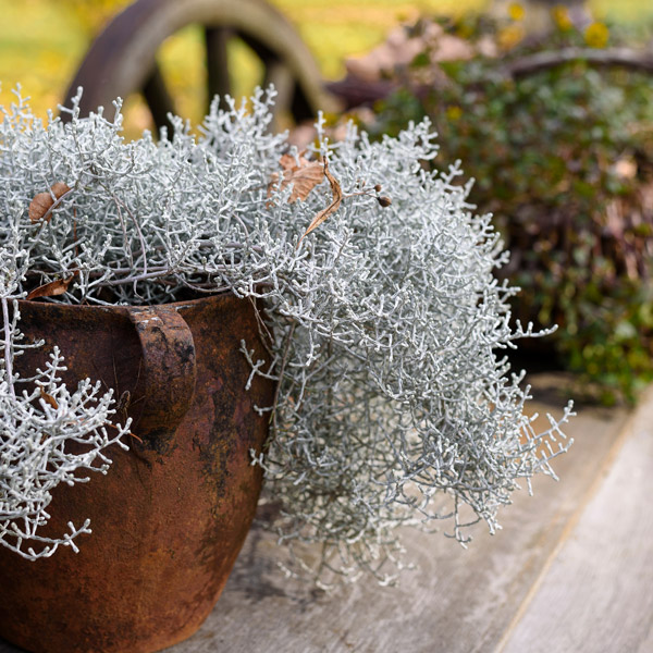 Cushion Bush - Garden Express