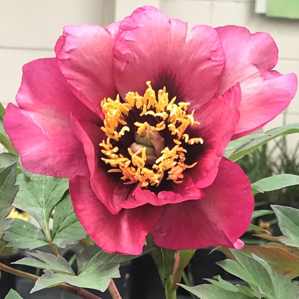 Tree Peony Aloft Demetrius - Garden Express